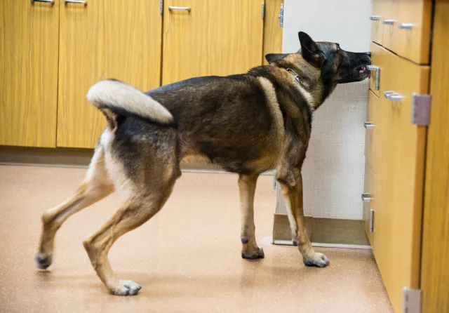 Police Dog News & Latest Pictures From Newsweek.com