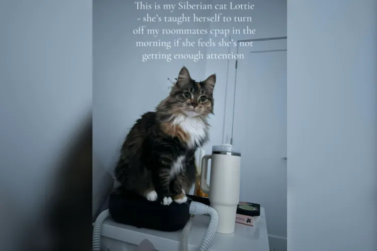 Cat Discovers New Method to Get Attention—Turning Off Breathing Machine ...