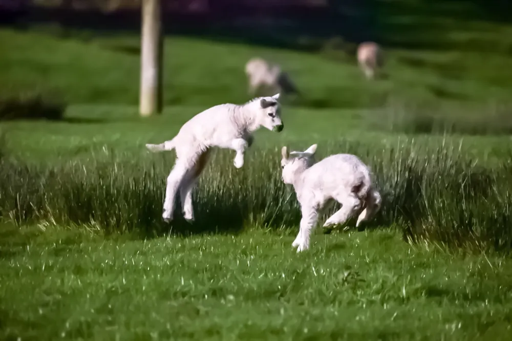 Sheep News & Latest Pictures From Newsweek.com