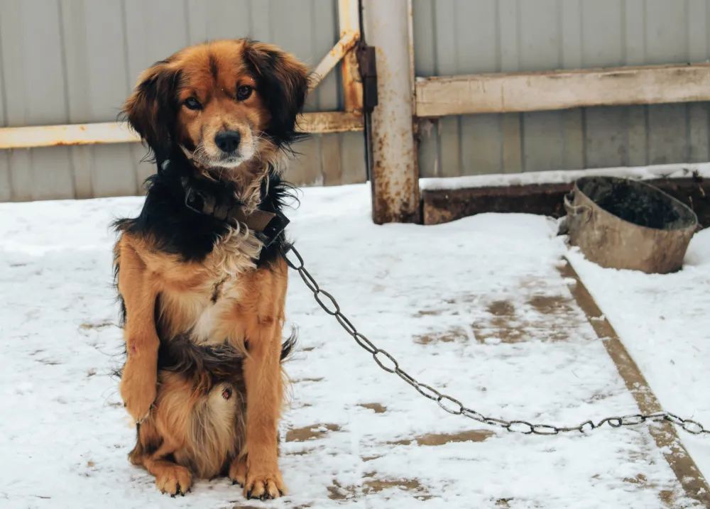 Dogs Found Frozen to Death Outside in Winter Storm - Newsweek