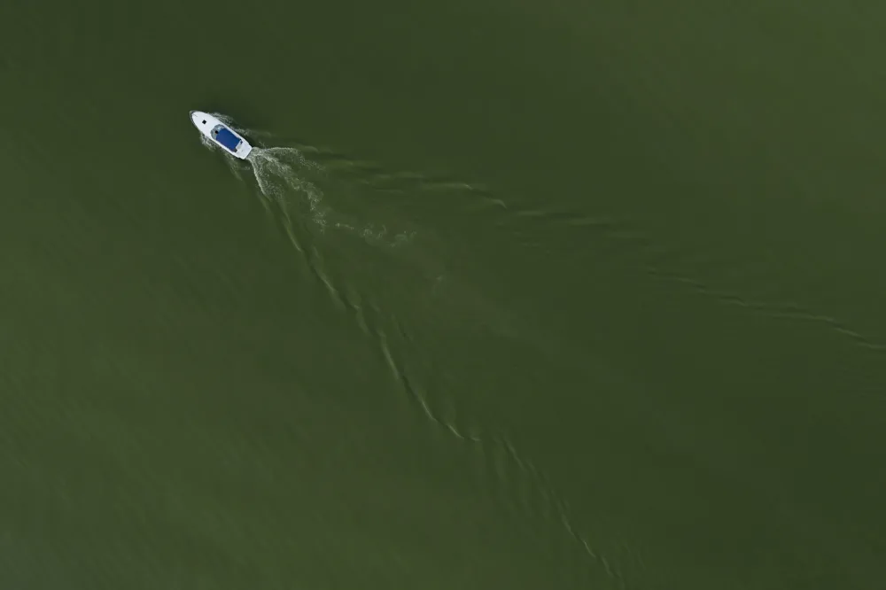 Algae News & Latest Pictures From Newsweek.com