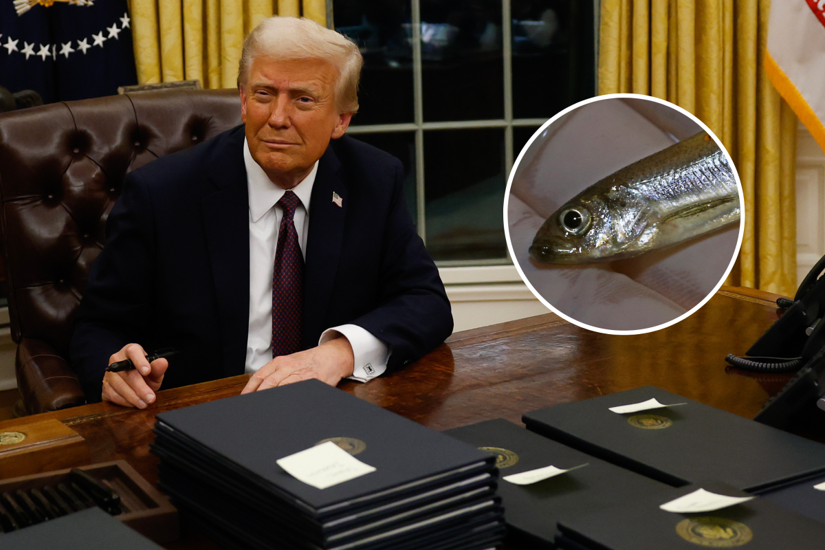 Trump Blames the Delta Smelt for Worsening LA Fires - Newsweek