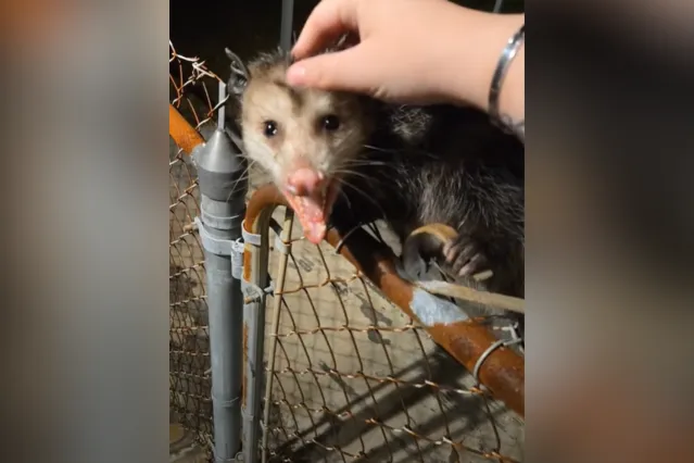 Dog Alerts Owner Something Is Outside at 2 A.M.—Shock at What She Finds ...