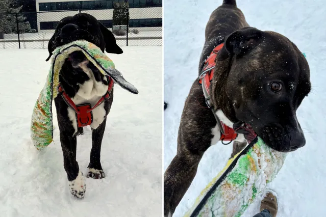 Staff Take Turns Saying Bye to Shelter’s Longest Resident After ...