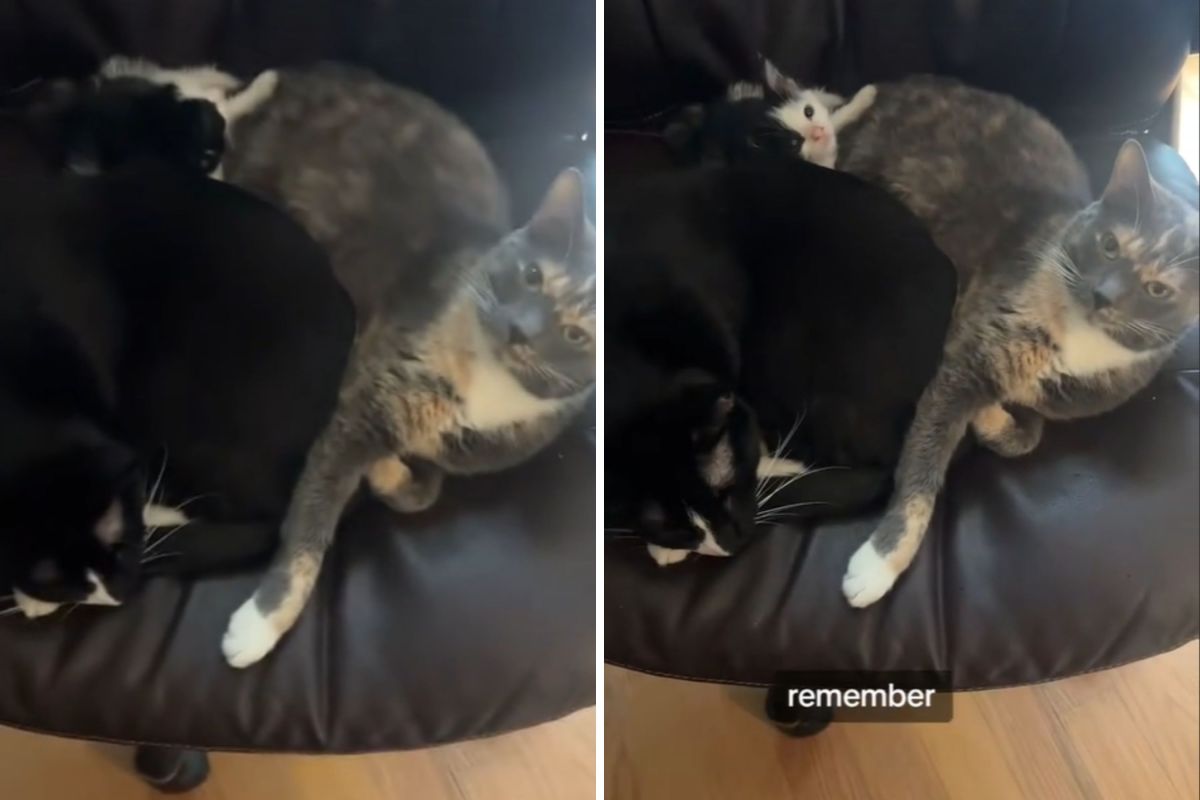 Woman Says They Can’t Keep Foster Kitten, But Her Cats Di... - Newsweek