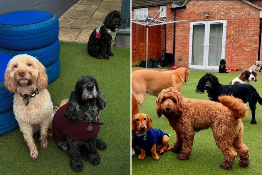 Hearts Melt Over Dog Who Has ‘No Friends’ at Day Care Even After 6 Years - Newsweek