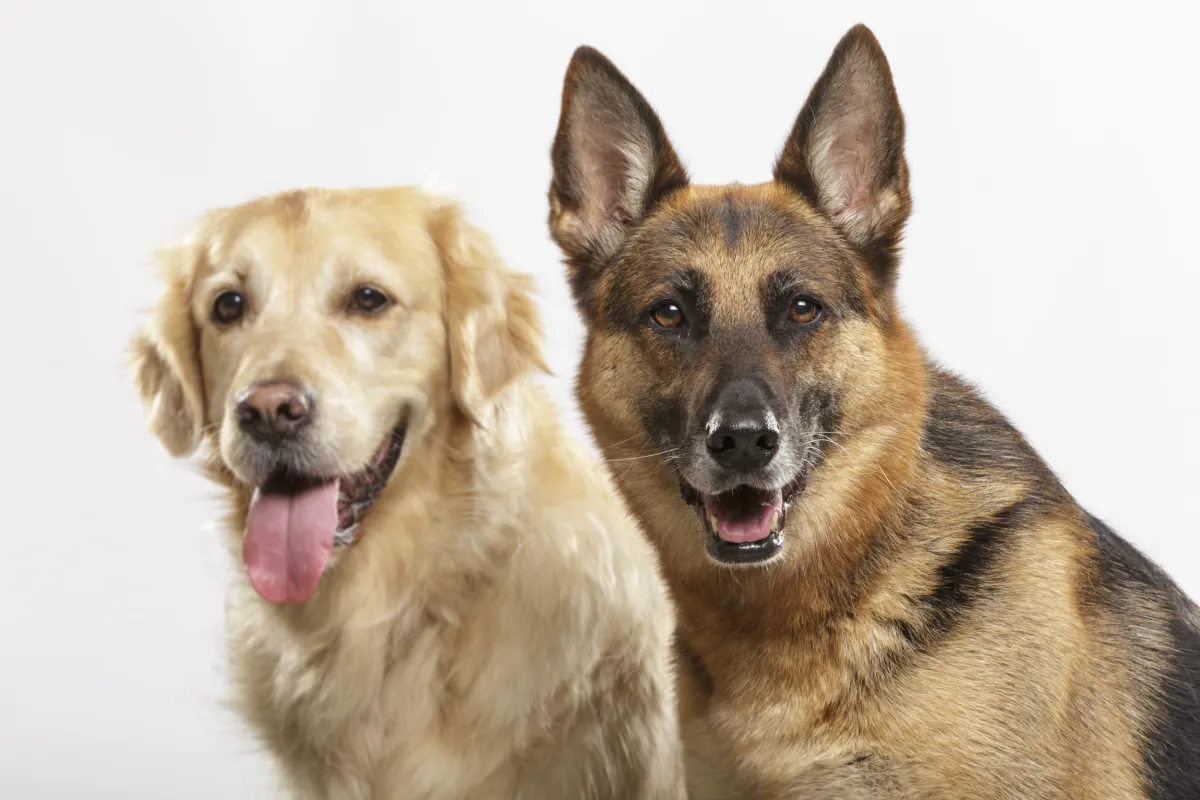 Golden Retriever, German Shepherd’s Spaghetti Eating Competition Goes ...