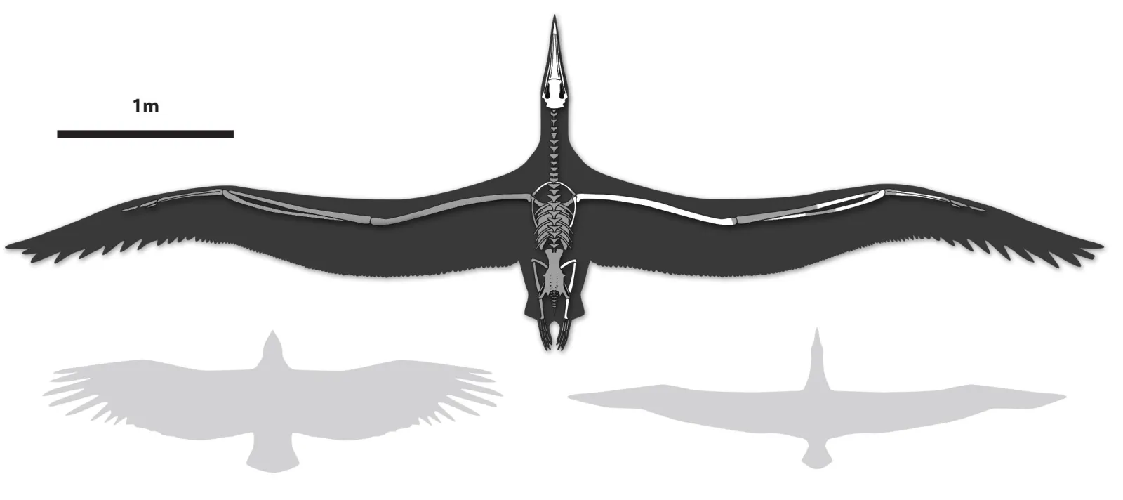 Discovery of the Biggest Bird That Ever Flew Rewrites Our Planet’s ...