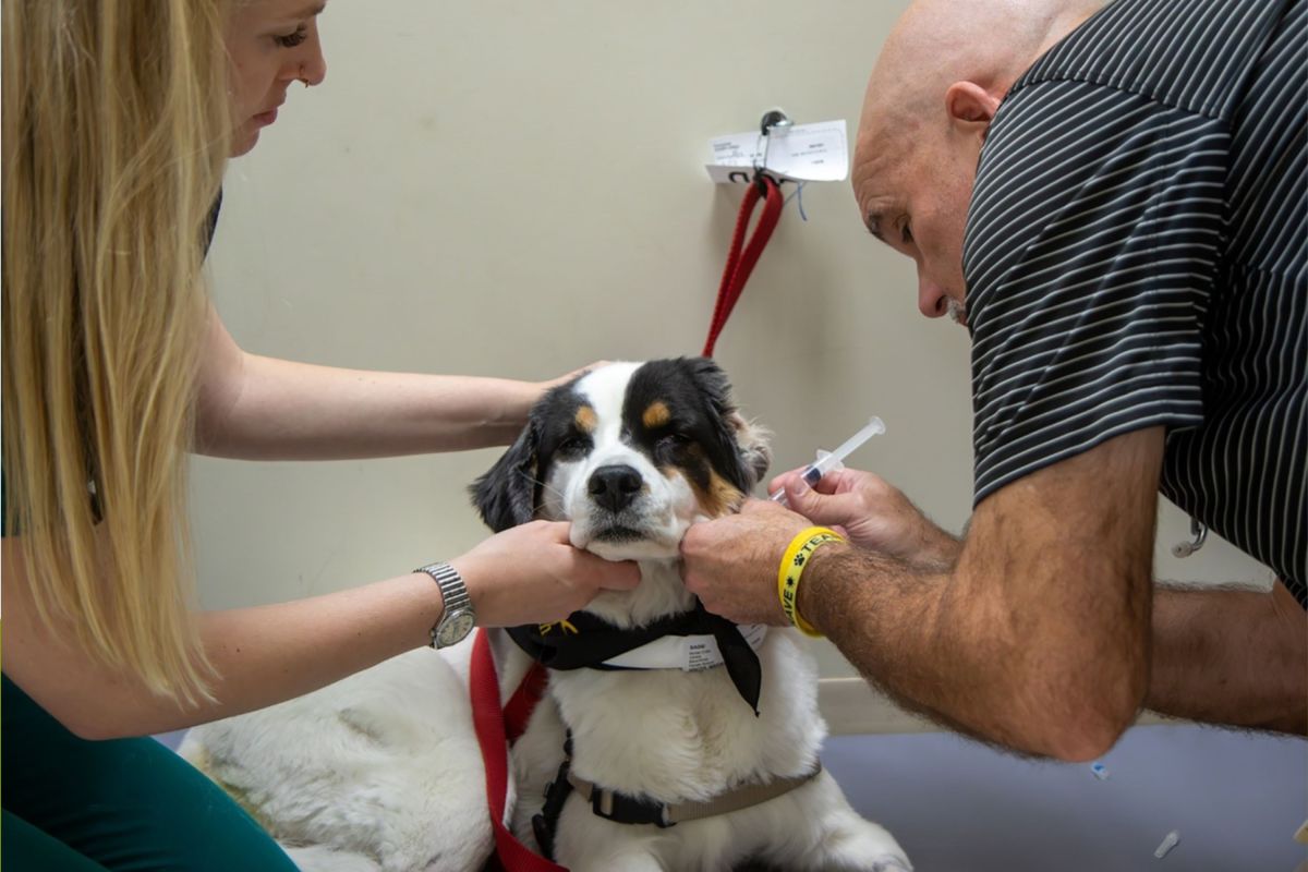 Dog With Cancer ‘Almost Back to Normal’ After Pioneering New Treatment ...