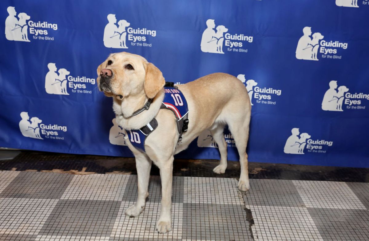 Can You Claim Pets on Tax Returns? What to Know - Newsweek