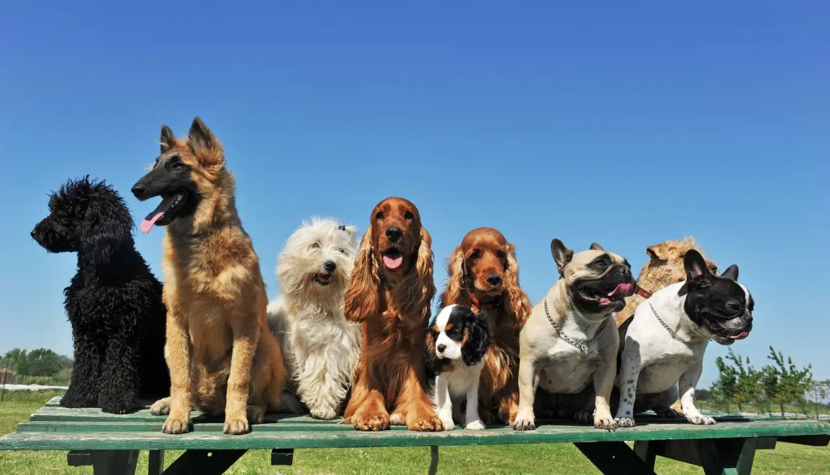 How Many Different Breeds of Dogs are There: Ultimate Guide 2025 ...