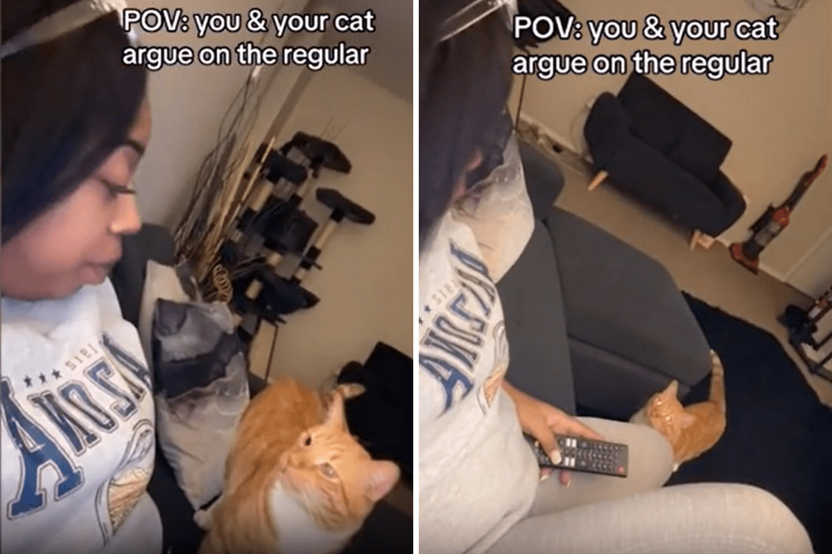 Woman Films Her Love-Hate Relationship With Cat: ‘Argue on the Regular ...