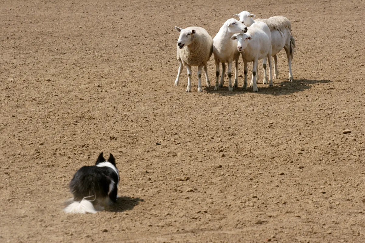 Tiny Sheepdog Puppies Herding Farm Animals Viewed by Over 4 Million ...