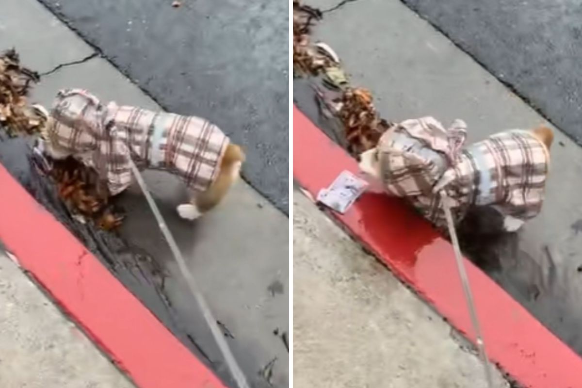 Man Tells Corgi ‘Leave It’ on Walk, That Changes When He Sees What He ...
