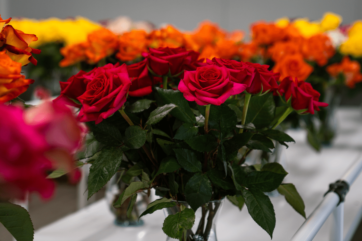 How Hundreds of Millions of Roses Are Flown Into US for Valentine’s Day ...