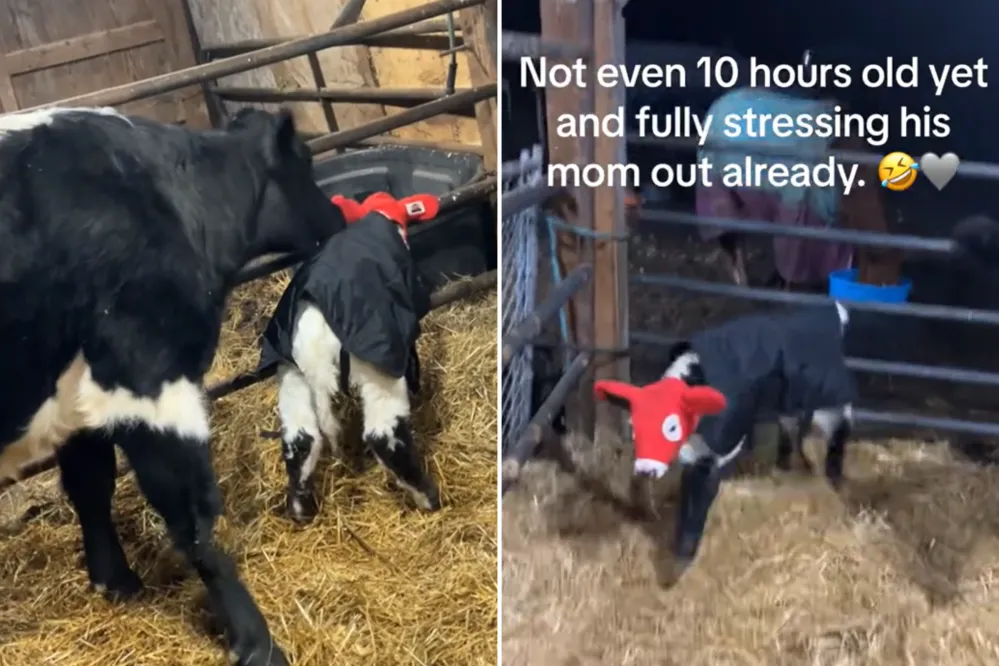 Cow Gives Birth, 10 Hours Later Calf Already Causing ‘Chaos’ - Newsweek