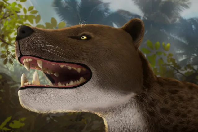 ‘Fearsome’ New Leopard-Sized Predator From 30 Million Years Ago ...