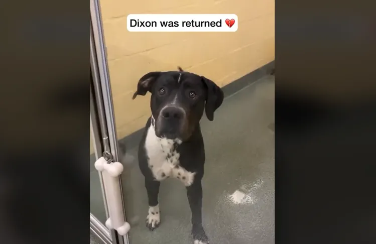 Rescue Puppy Was Given Up After Two Days—Now His Luck Has Finally ...