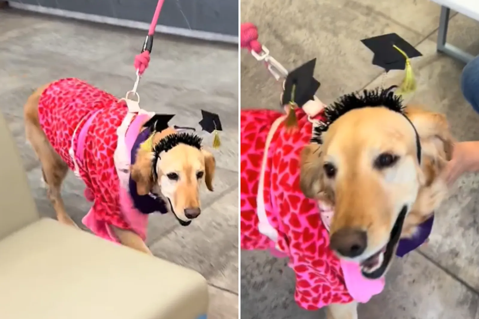 Adorable Moment Golden Retriever Celebrates Finishing Chemotherapy ...