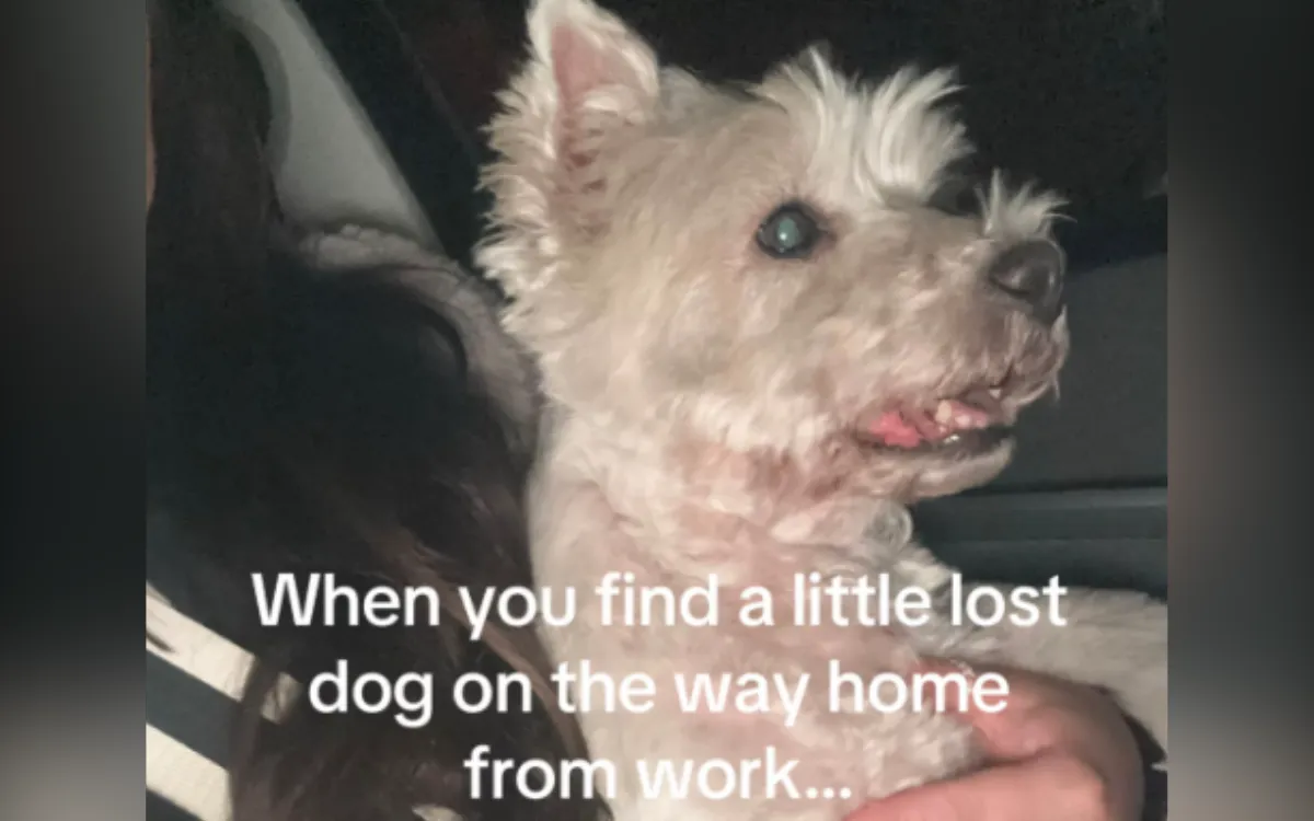 Woman Finds ‘Little Lost Dog’ in the Street, Then Gets Unexpected Text ...