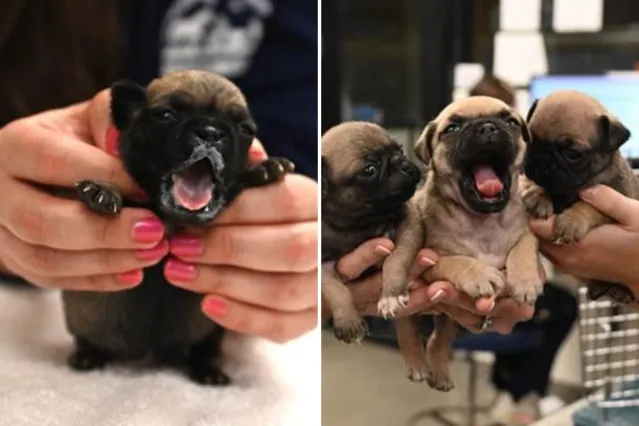 Litter of 8 ‘Tiny’ Pug Puppies Found in a Bag in Dumpster Behind Taco ...