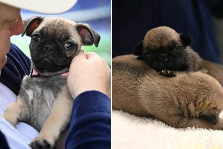 Litter of 8 ‘Tiny’ Pug Puppies Found in a Bag in Dumpster Behind Taco ...