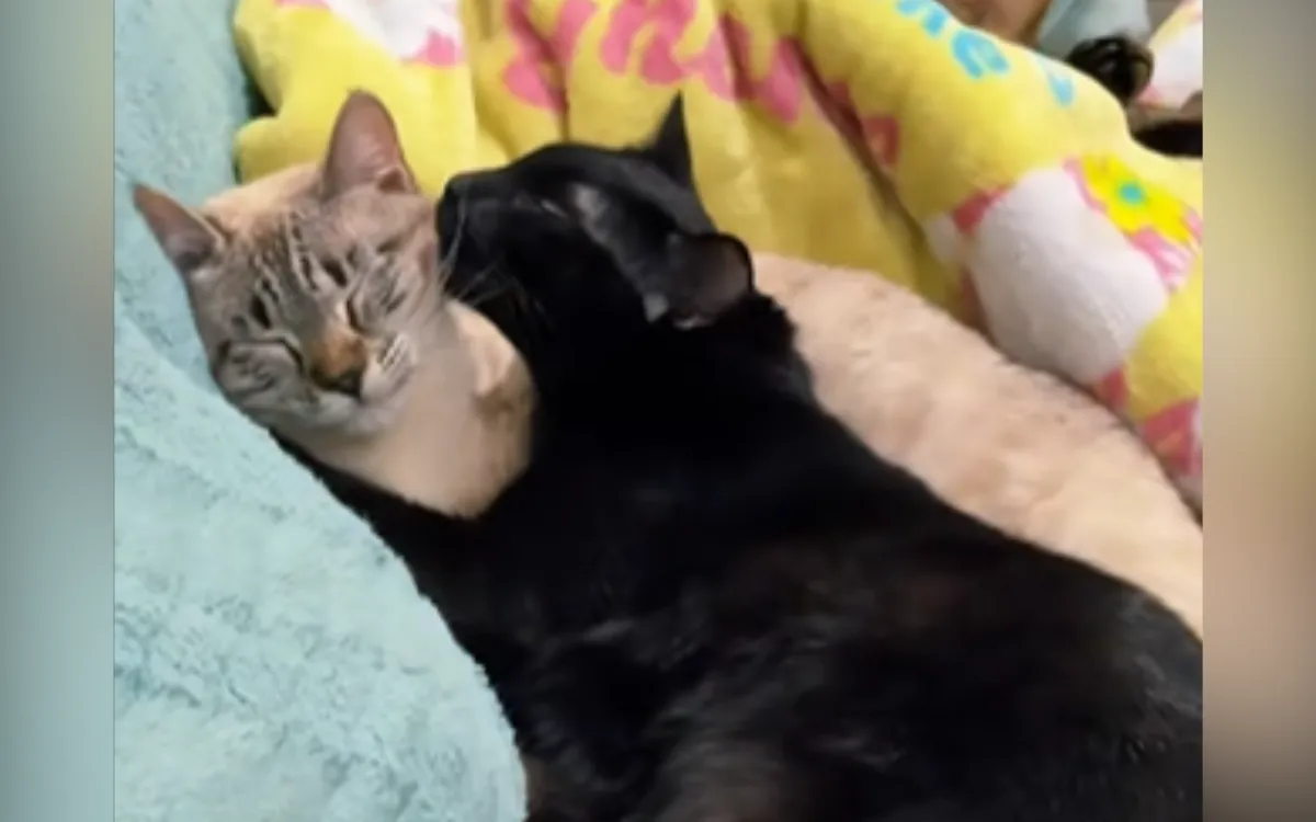 Woman Adopts Kitten, Then Gets Call About Sister—She Knows What to Do ...