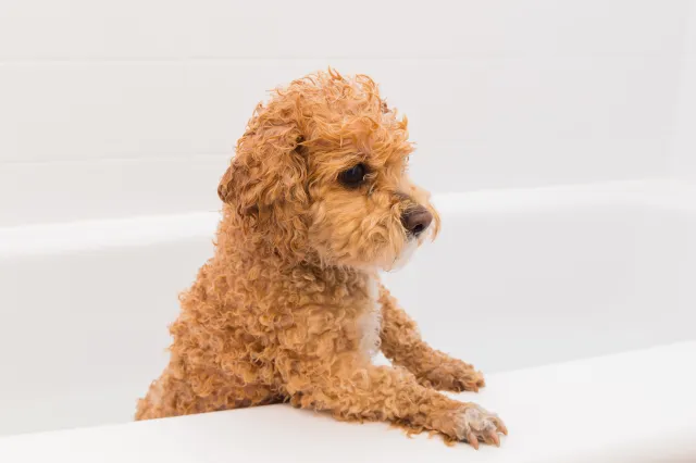 Hearts Melt at What Cockapoo Is Found Doing As Owner Showers - Newsweek