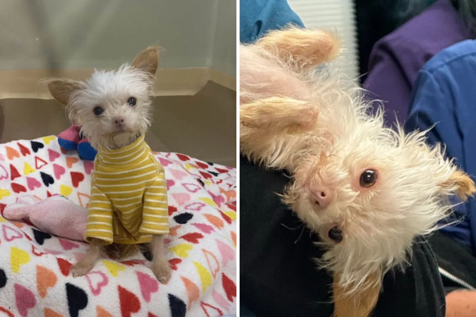 Tiny Two-Pound Stray Becomes Local Celebrity After Adoption to Loving ...