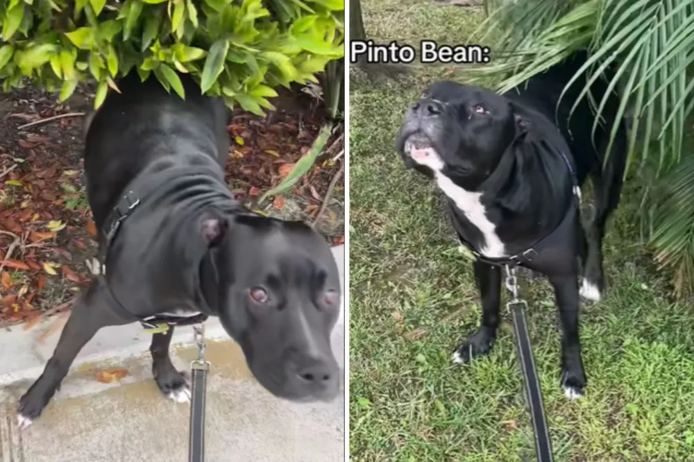 Owner Hilariously Warns Dog Walker About Pup’s Strange Habit: ‘What ...