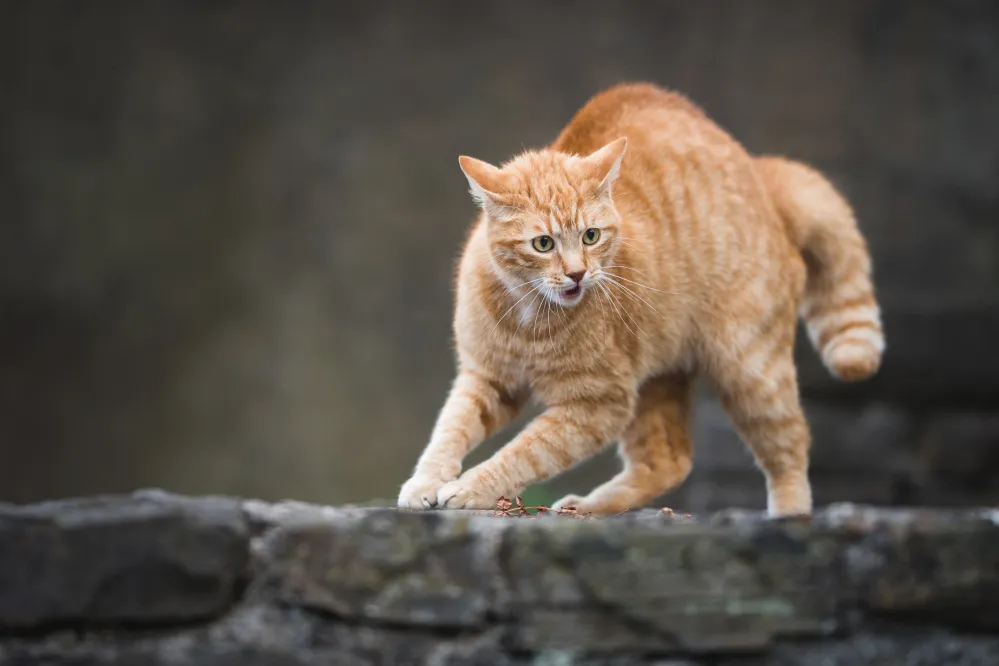 Cat’s Incredible Response to Spotting a Bug in the House Seen by 5 ...