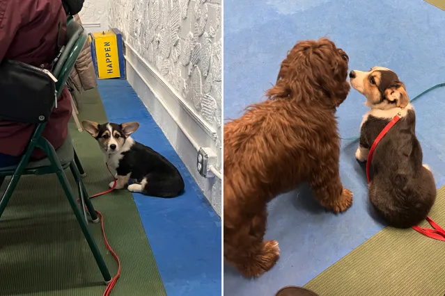‘Socially Awkward’ Corgi Attends Puppy Event, Immediately Regrets It ...