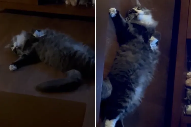 Cat Pretends to Be on ‘Brink of Death’ After Owner Stops Playing - Newsweek