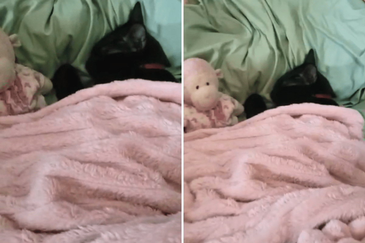 Cat That Sleeps in Bed Like a Human Wins Pet of the Week - Newsweek