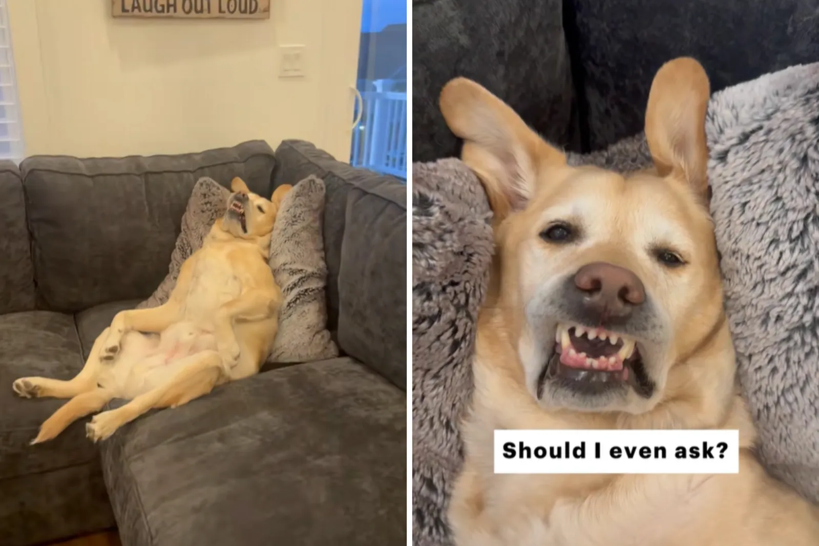 Labrador Owner Comes Home, Unprepared for What He Finds Dog Doing ...