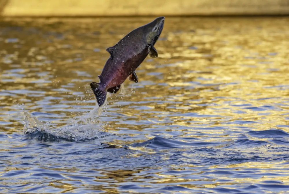 Salmon News & Latest Pictures From Newsweek.com