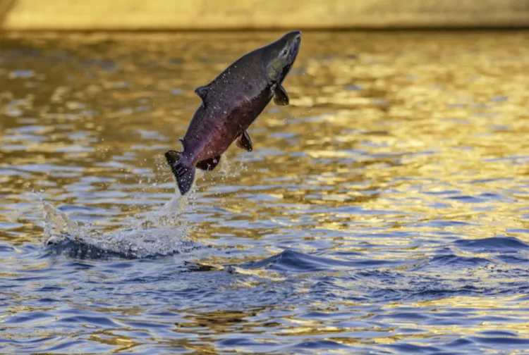 Salmon News & Latest Pictures From Newsweek.com