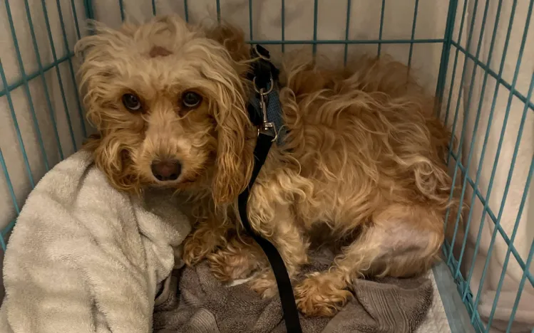 Moment Couple Knew Rescue Dog Would Be Foster Fail—’Found Her Forever ...