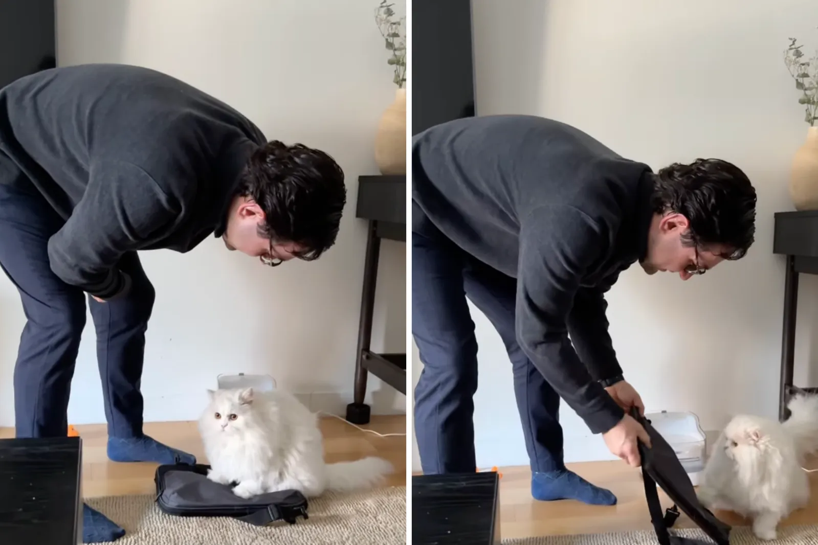 Persian Cat Has Genius Tactic To Stop Dad Leaving for Work: ‘Not Giving ...