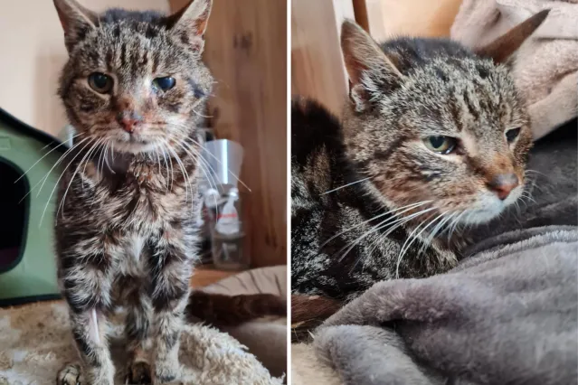 Senior ‘Stray’ Cat Rescued—Shelter Shocked by What They Find on ...
