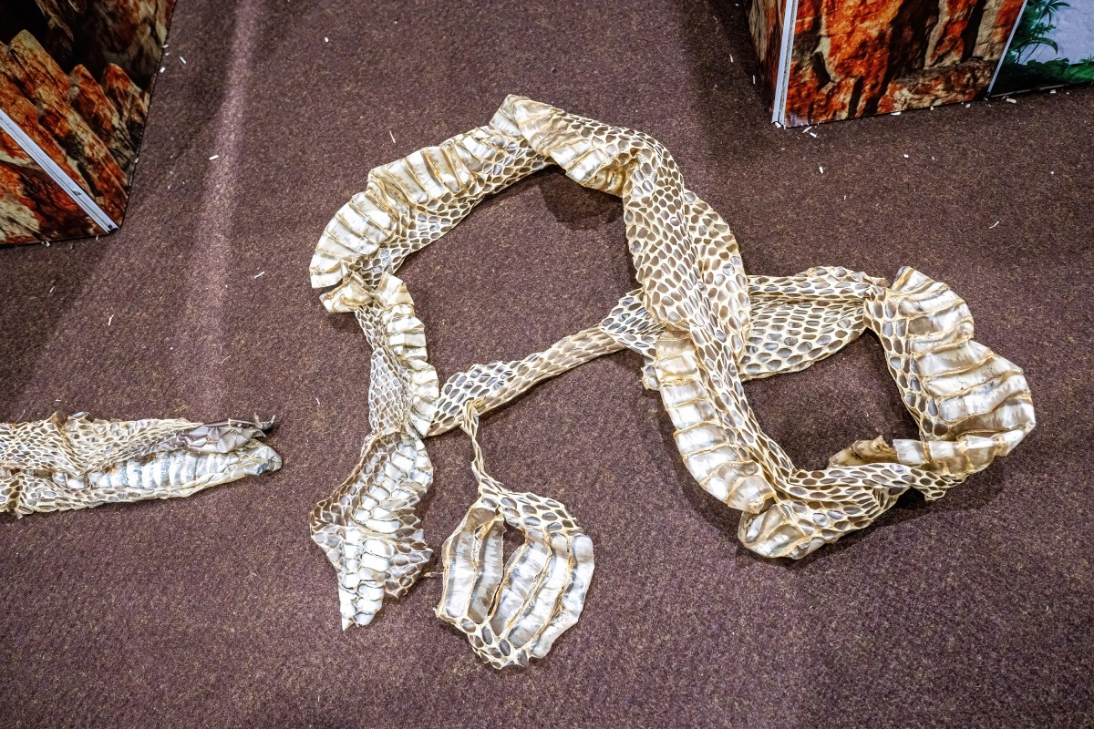Horror As Snake Skins Found Behind Bathroom Wall During DIY Project ...