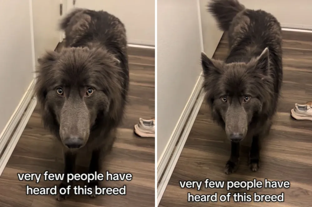 Debate Rages Over Dog’s Breed as Internet Obsessed With His ‘Rare’ Look ...
