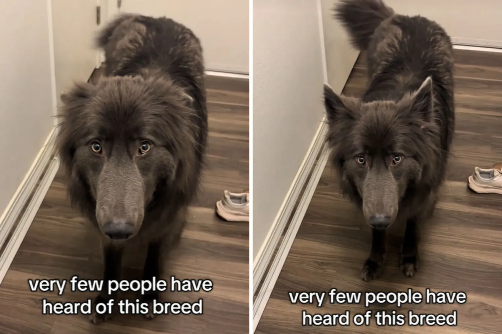 Debate Rages Over Dog’s Breed as Internet Obsessed With His ‘Rare’ Look ...