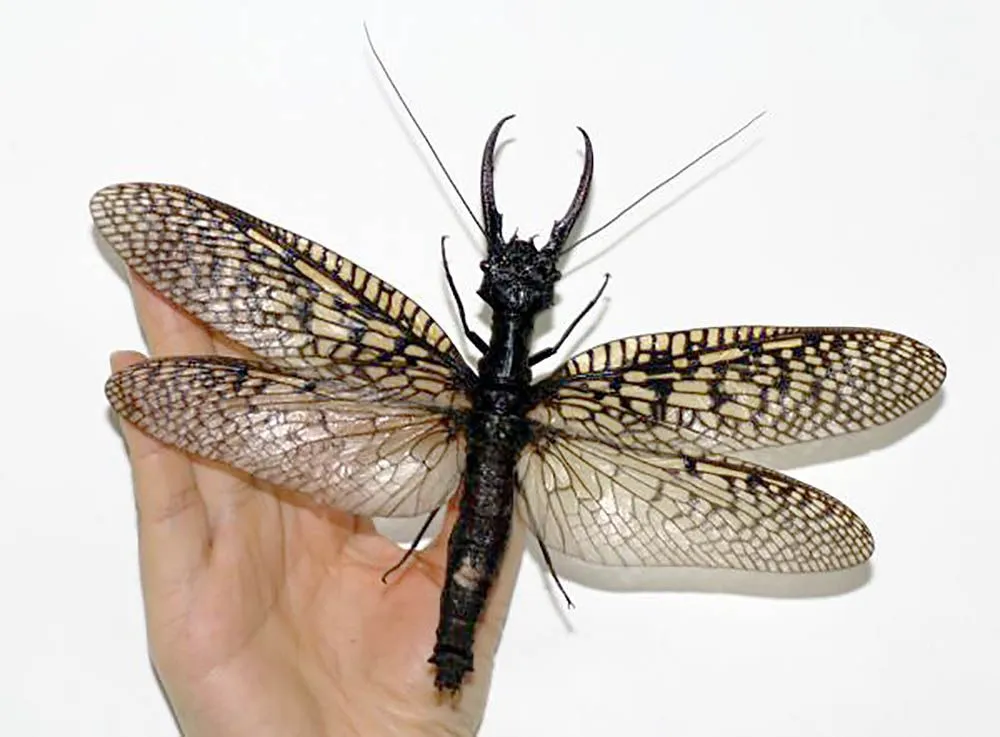 World’s Biggest Water Bugs Found in Sichuan, China - Newsweek
