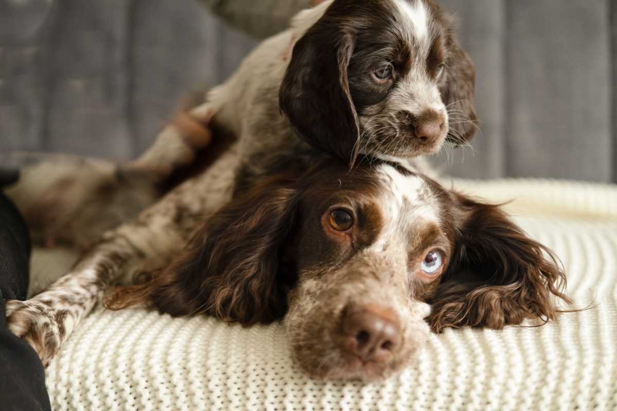 Cocker Spaniel’s Desperate Attempts To Cuddle Sibling Goes Viral - Newsweek