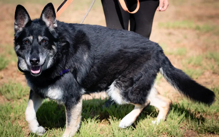 Tears as 10-Year-Old Rescue Dog Returned to Shelter She Was Adopted ...