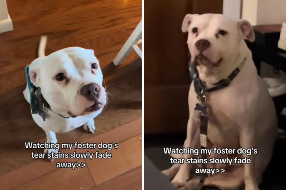 Watch as Rescue Dog’s ‘Tear Stains’ Slowly Fade Away After He’s ...