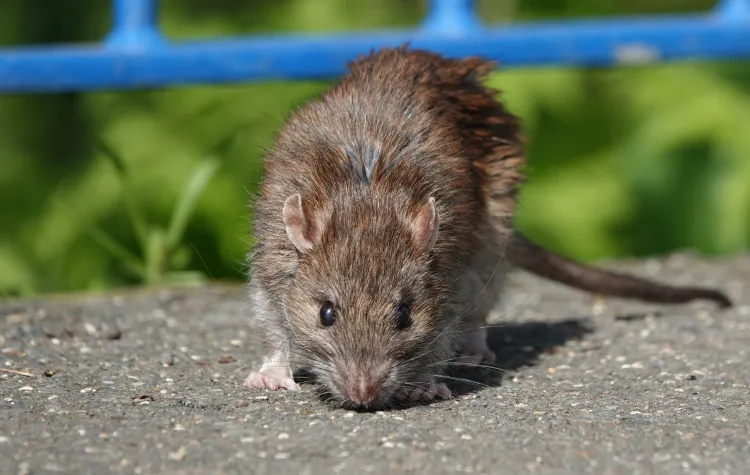 California Has a New Rat Problem - Newsweek