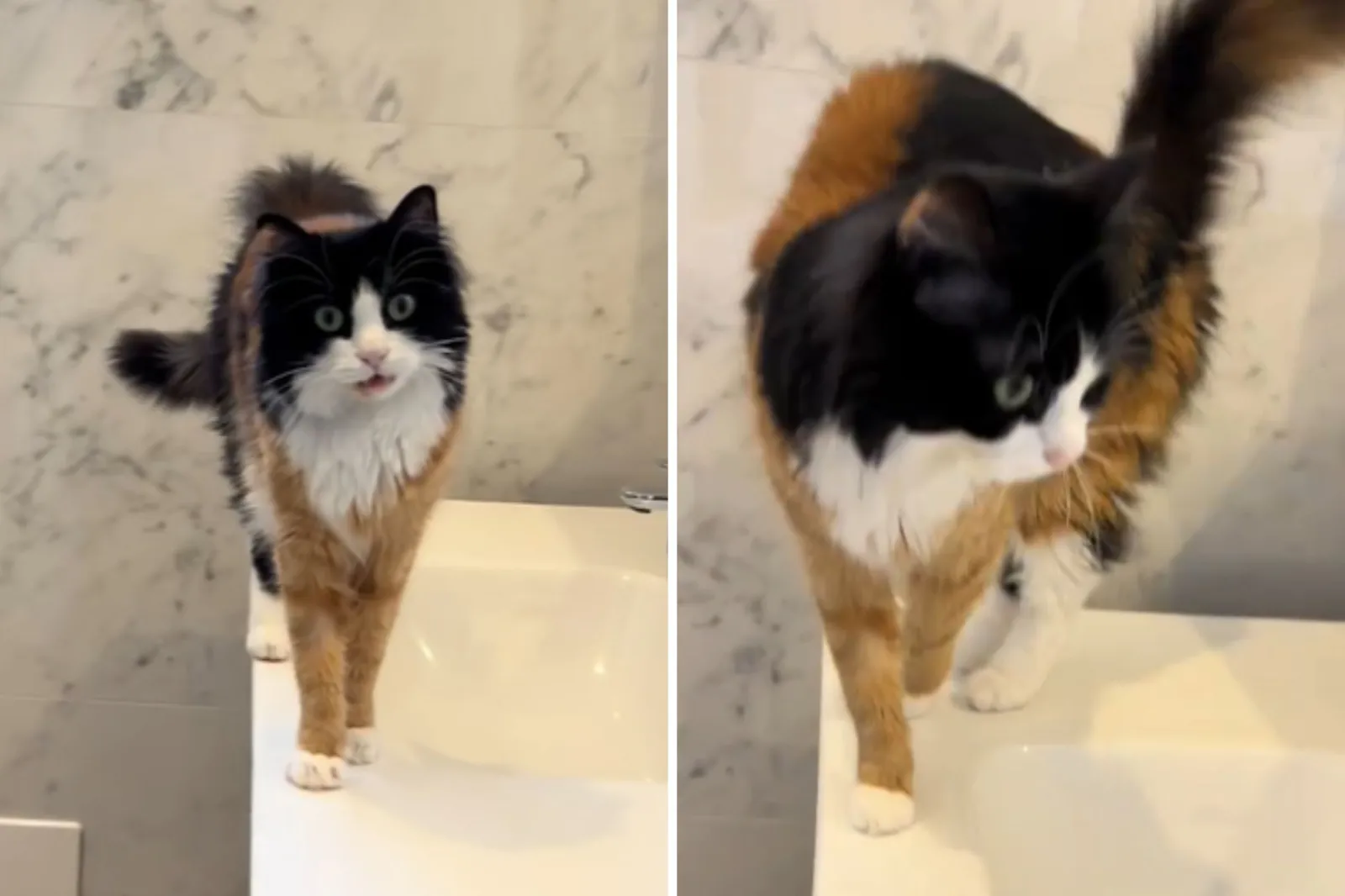 calico cat coloring picture