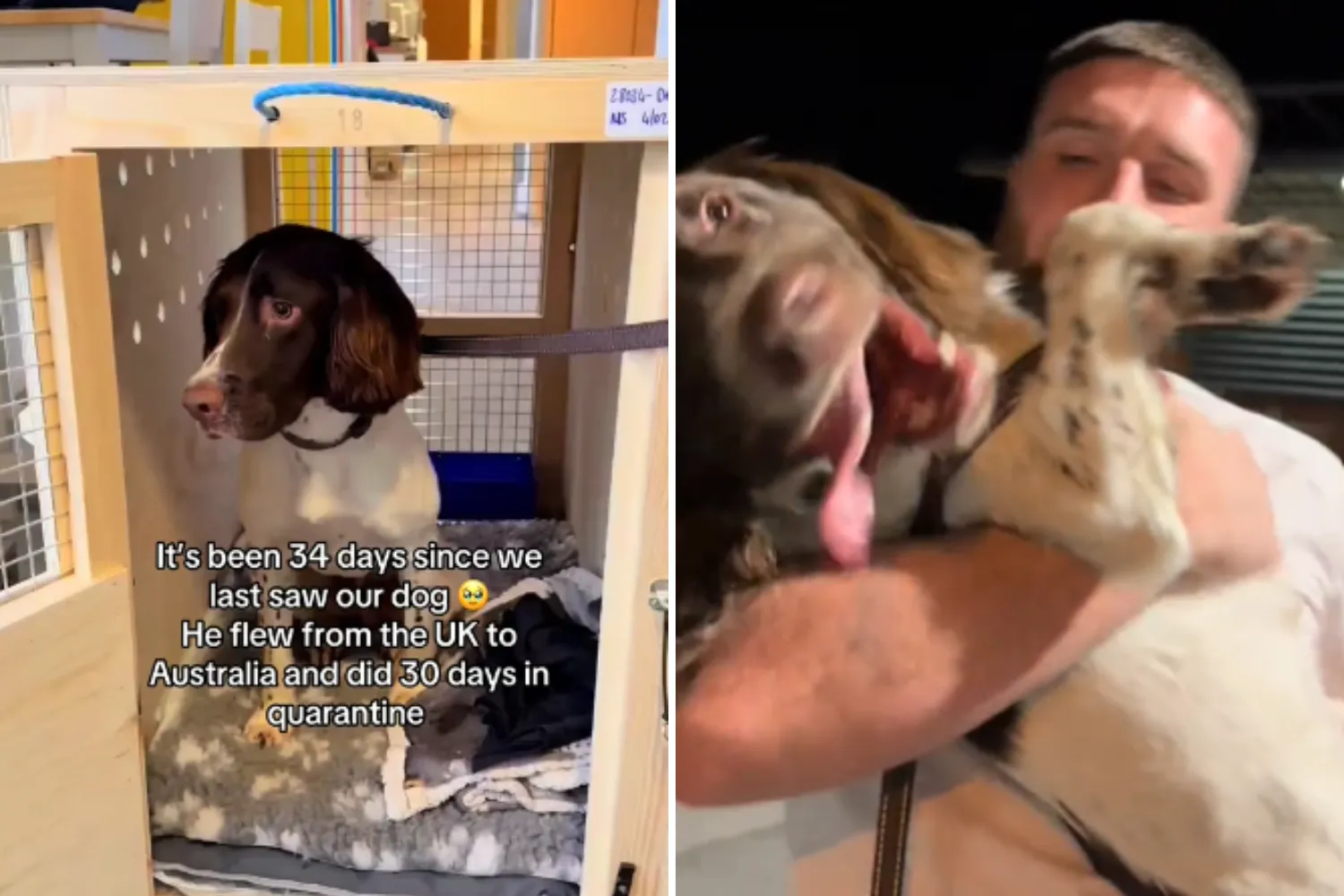 Dog Makes Feelings Clear Reuniting With Owners After Weeks in ...